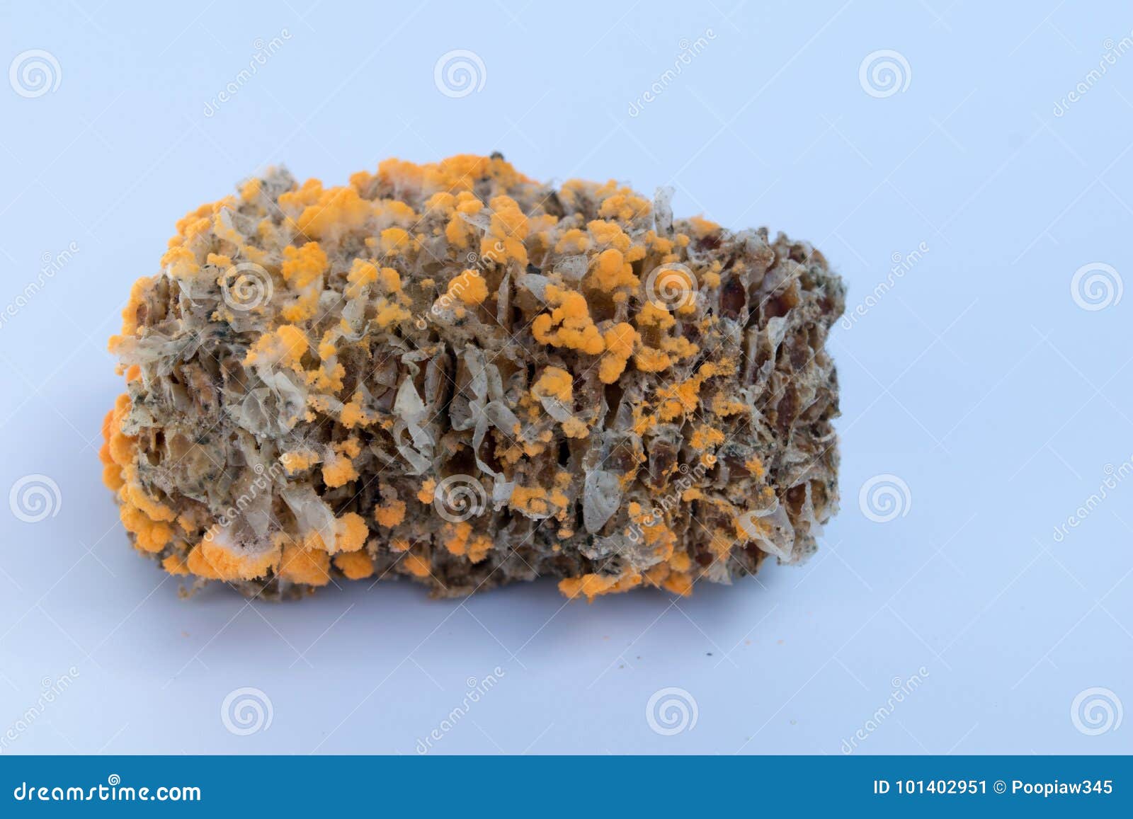 Moldy Corn With Orange Spore On White Background Stock Image Image Of Farm Food 101402951