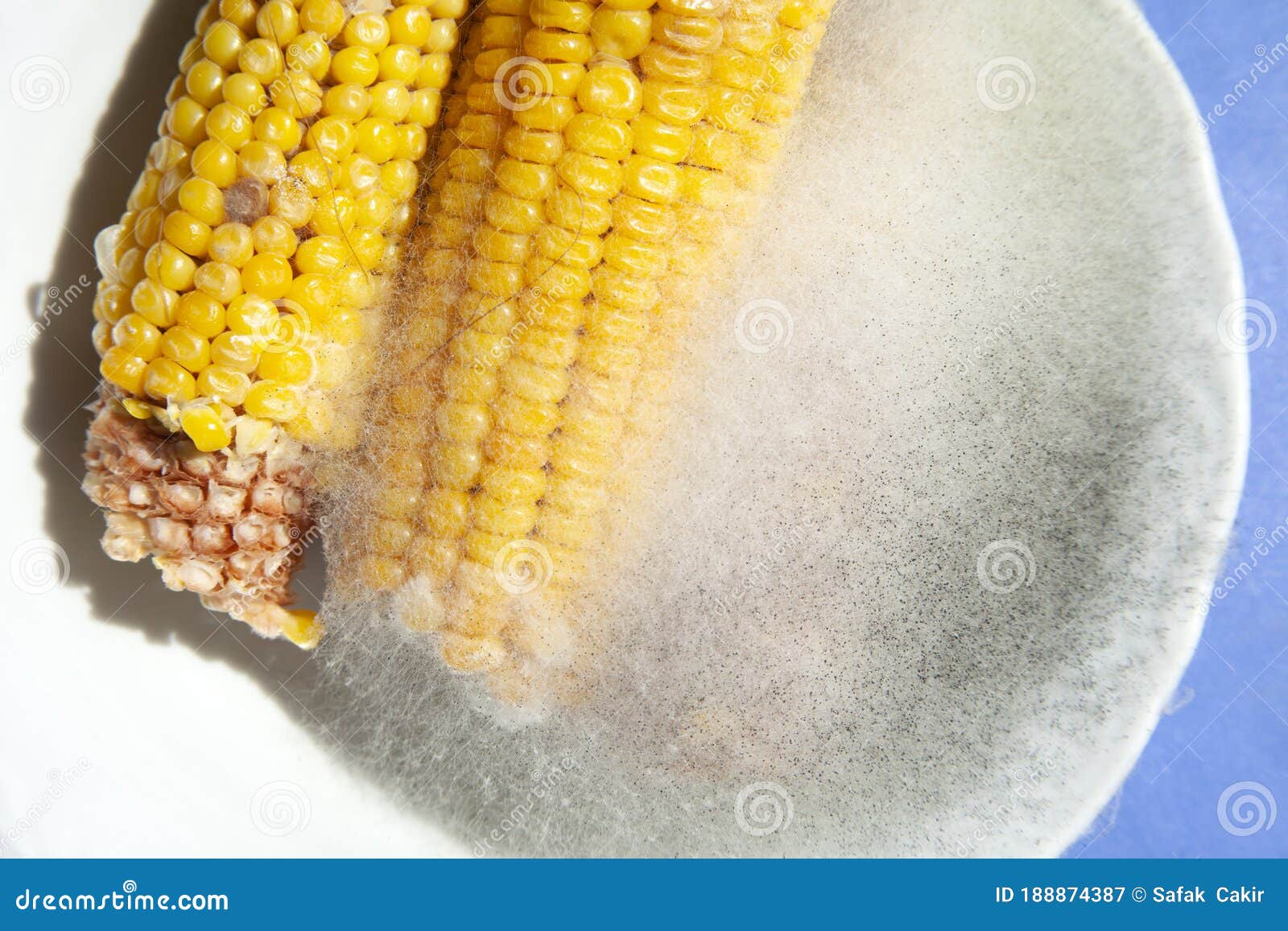 Moldy corn in the plate stock image. Image of abstract - 188874387