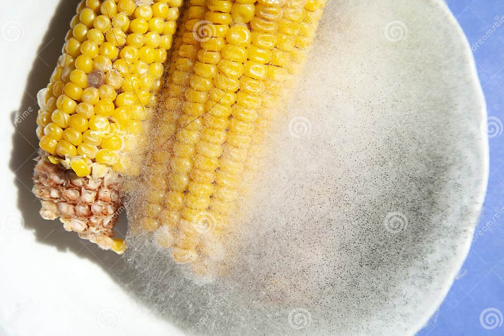Moldy corn in the plate stock image. Image of abstract - 188874387
