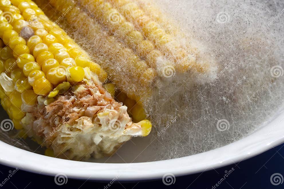 Moldy corn in the plate stock image. Image of healthy - 188874461