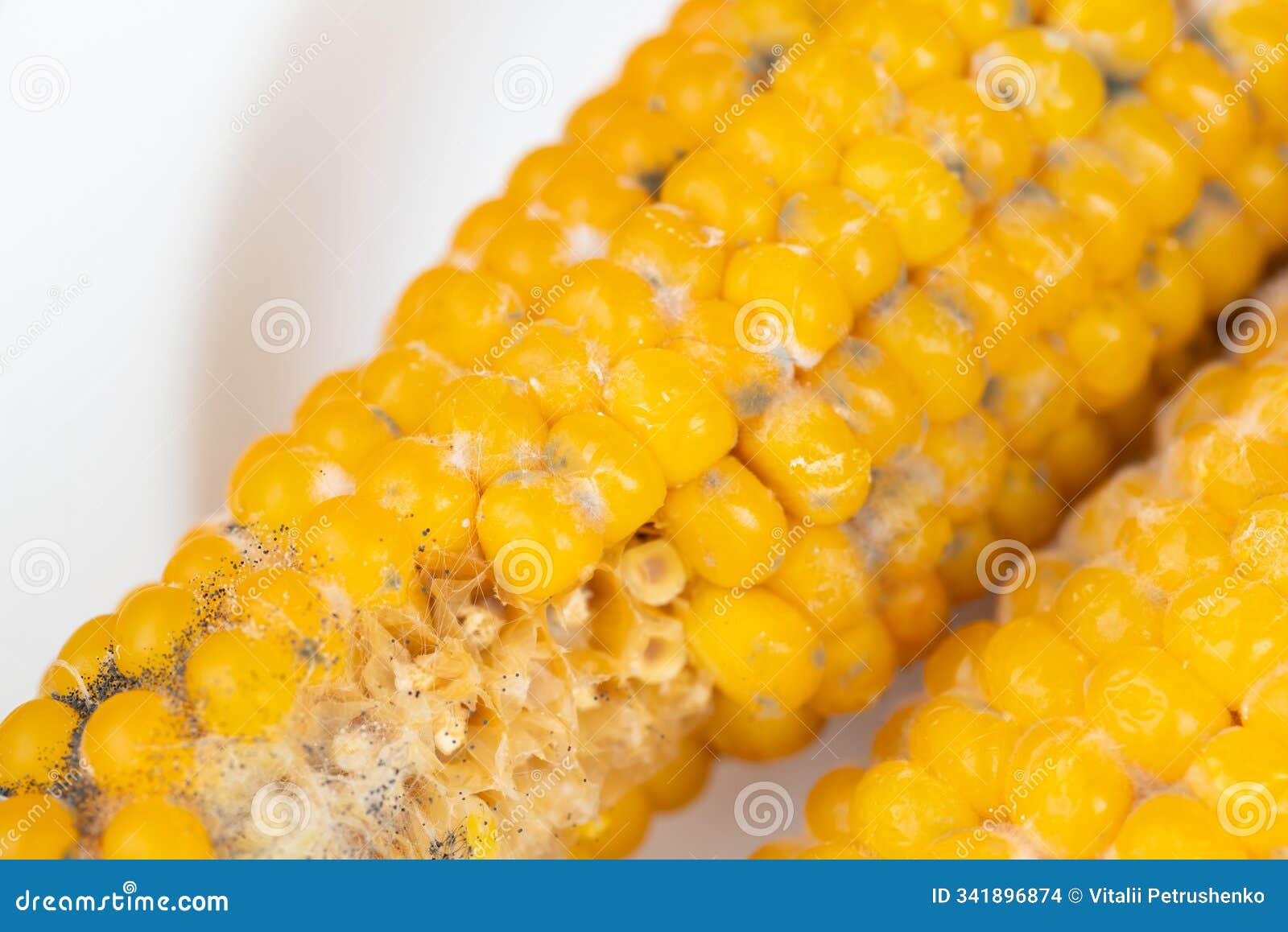 Moldy corn in the plate stock photo. Image of vegetable - 341896874