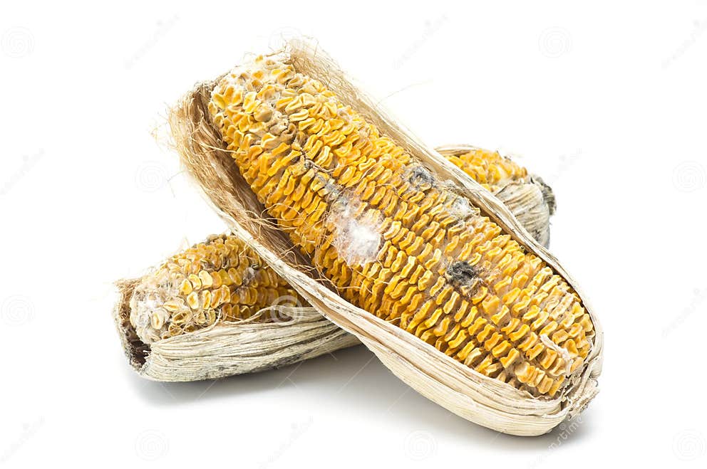 Moldy corn stock photo. Image of wither, background, life - 39944068