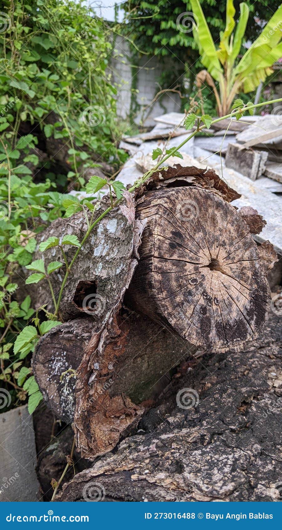 Moldy dry tree cuttings stock photo. Image of soil, reptile - 273016488