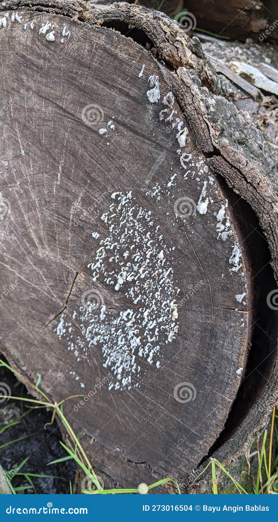 Moldy dry tree cuttings stock photo. Image of tree, moldy - 273016504