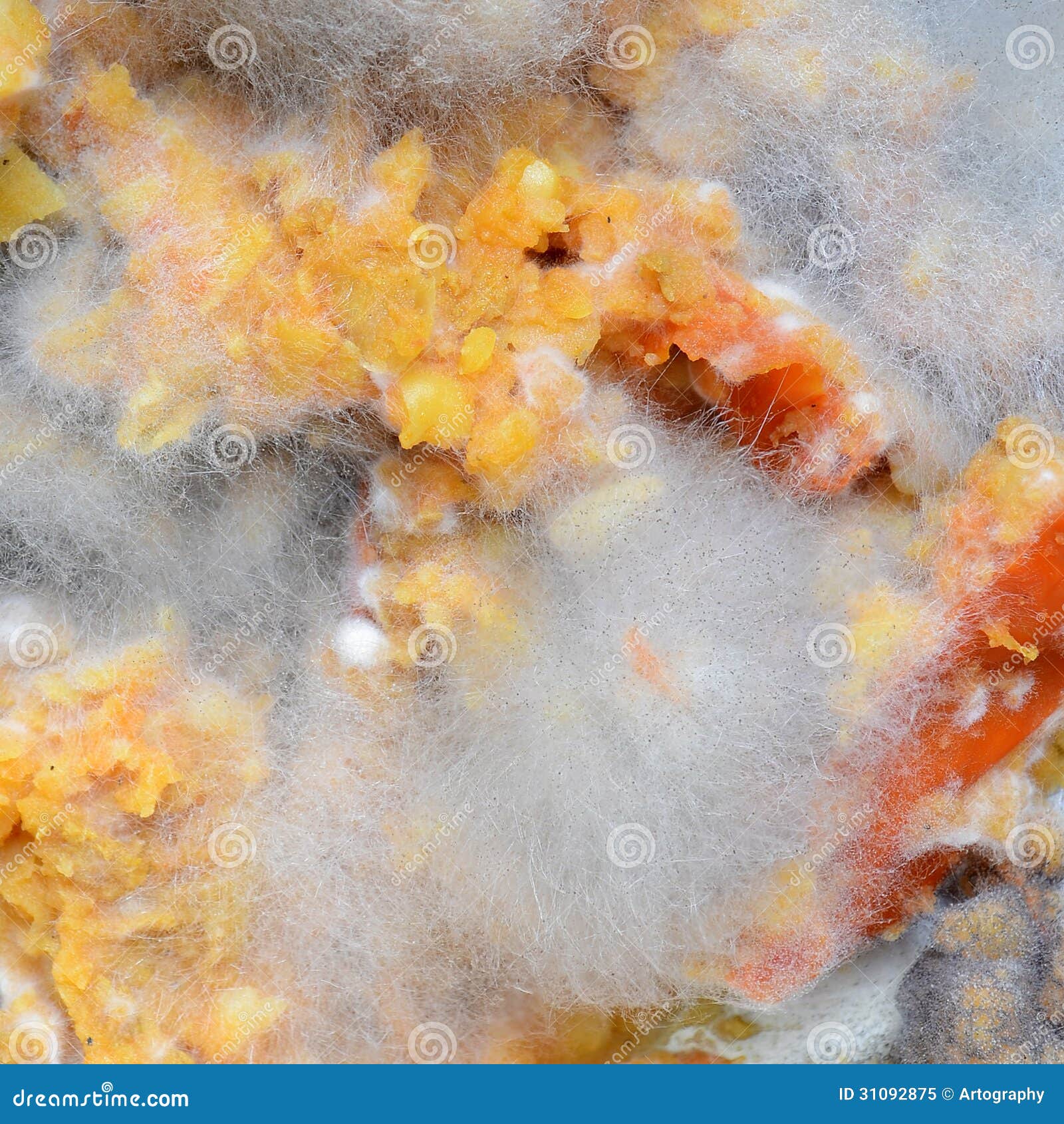 Moldy food stock image. Image of yellow, white, abstract - 31092875