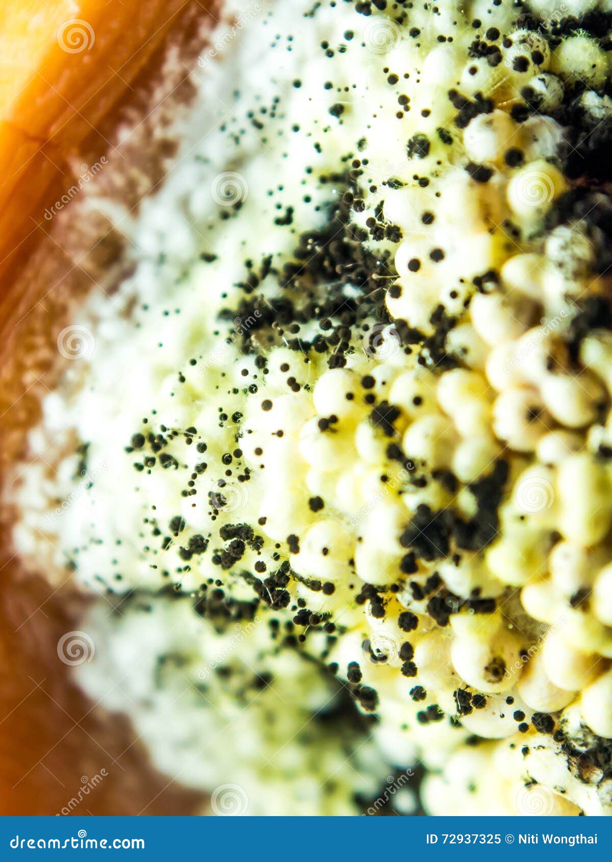 Moldy Fruit, Fruit Rotten, Mold on the Fruit. Stock Image - Image of ...