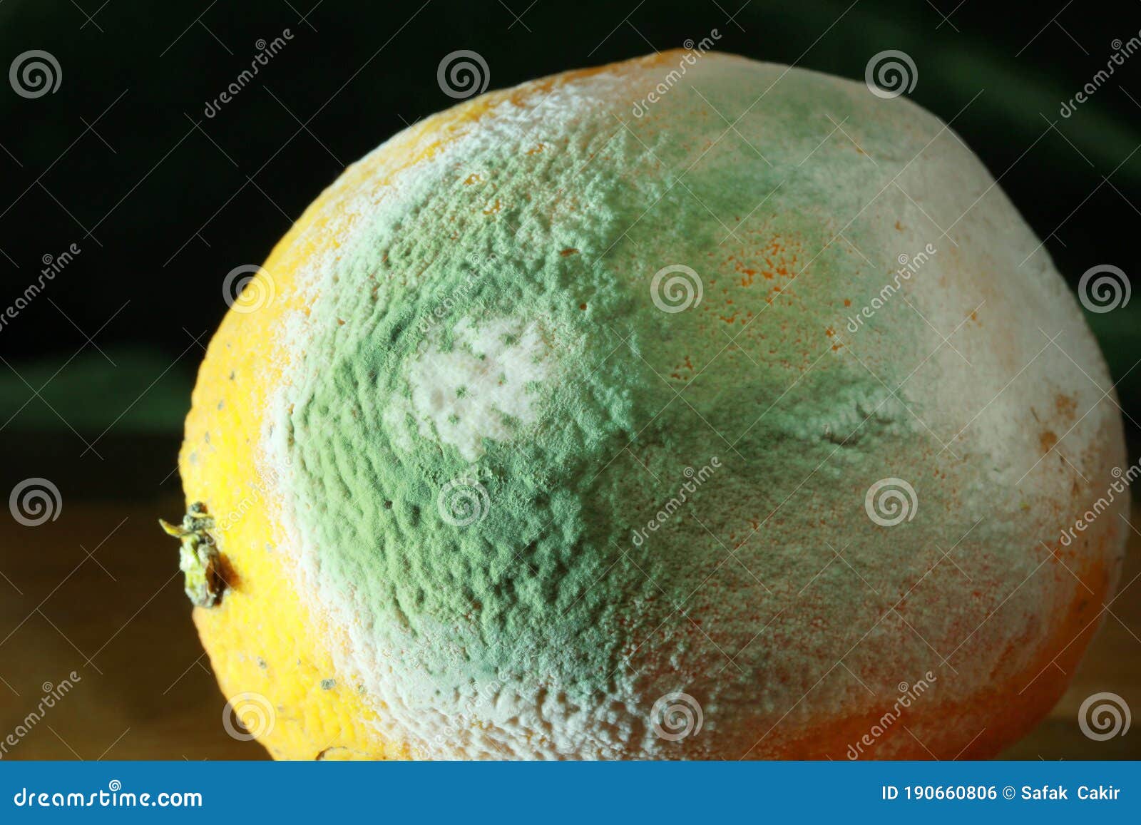 Moldy lemon stock photo. Image of fungal, mildew, mold - 190660806