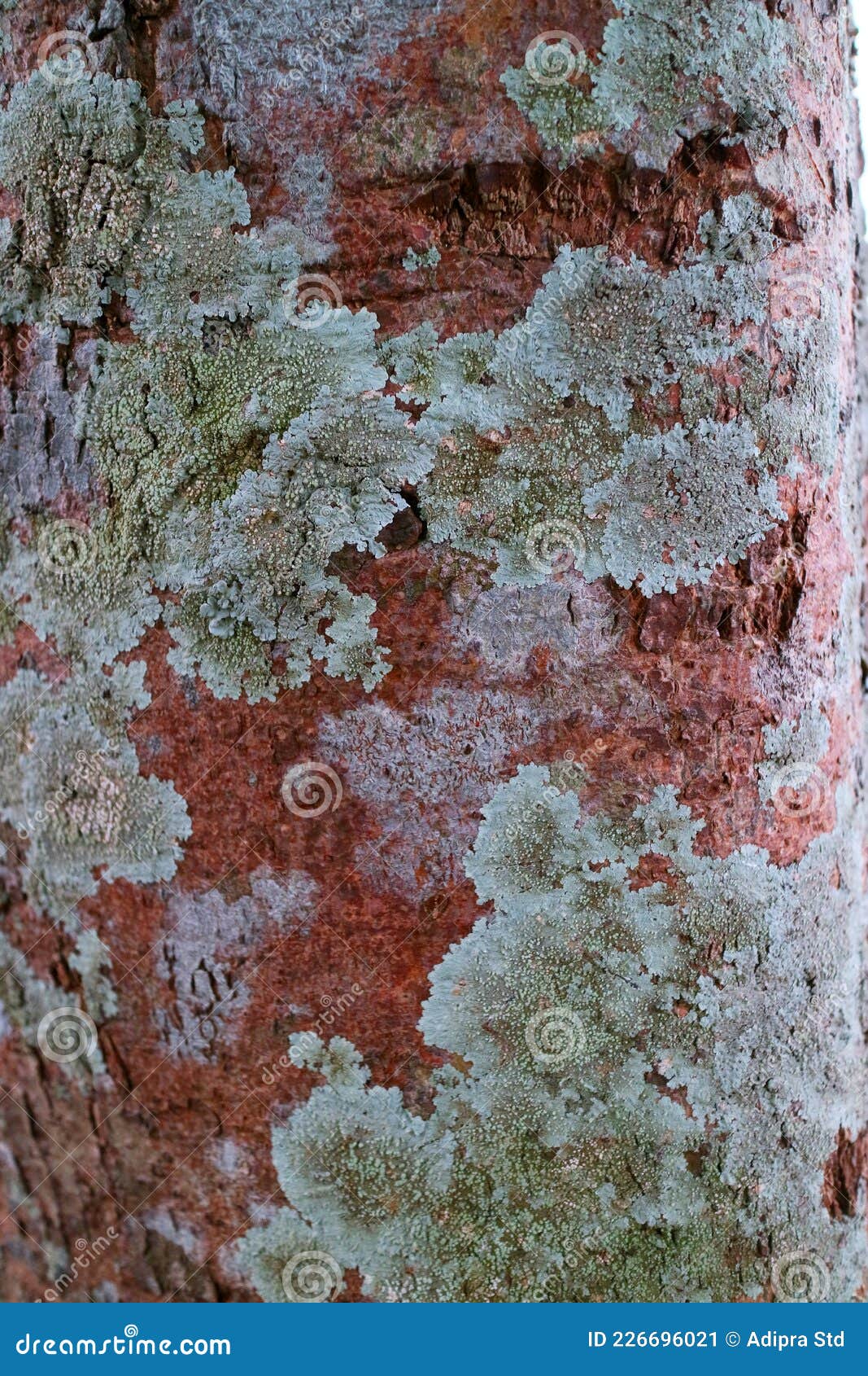 Moldy Log Texture in the Forest Stock Image - Image of rotten, dirty ...