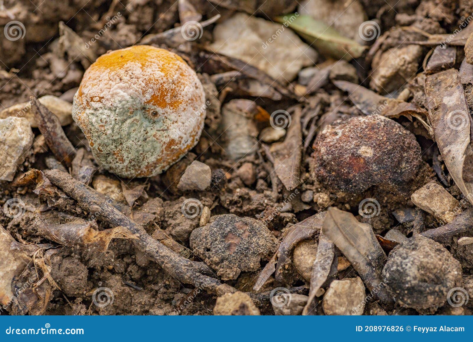 The Moldy Mandarin Orange in the Garden Stock Photo - Image of fungal ...