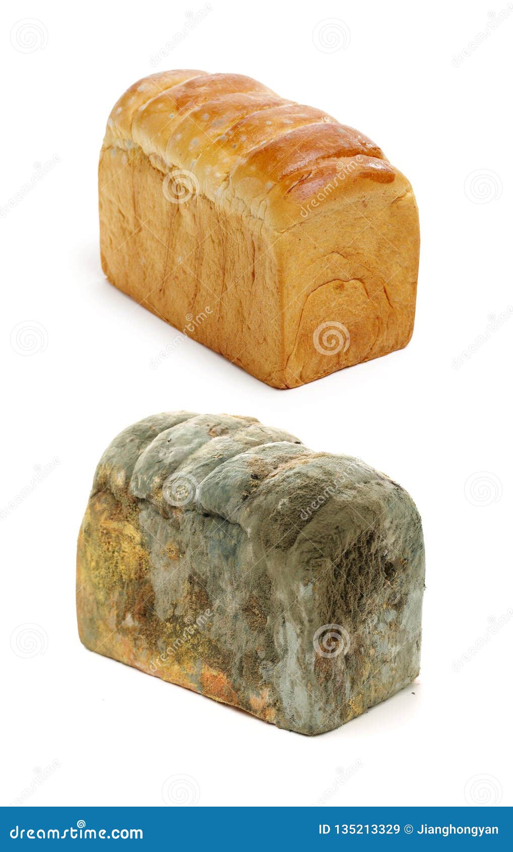 Moldy Old Bread And Fresh Bread Stock Image - Image of smouldering ...