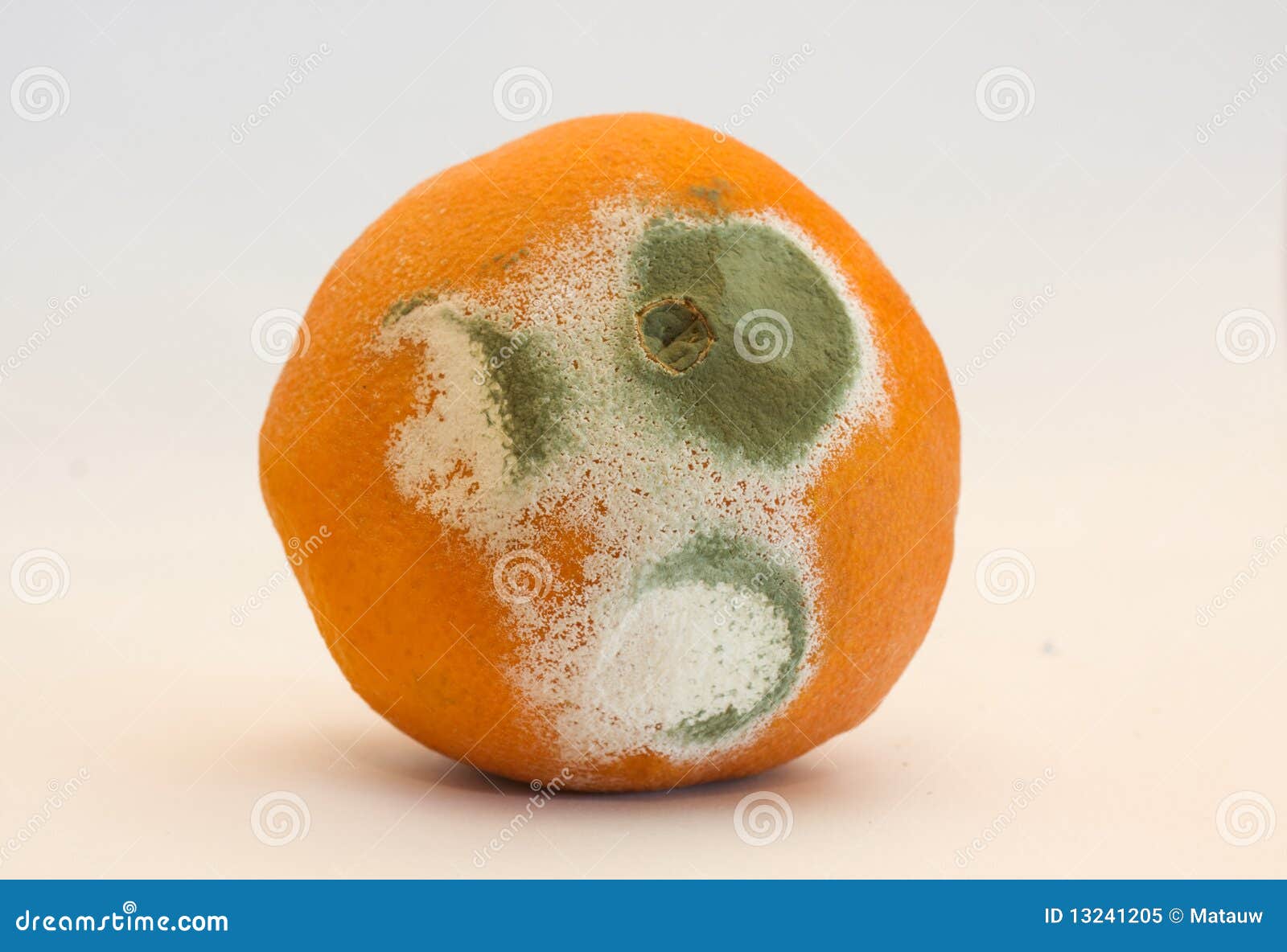 Moldy orange stock image. Image of mould, mold, rotten - 13241205