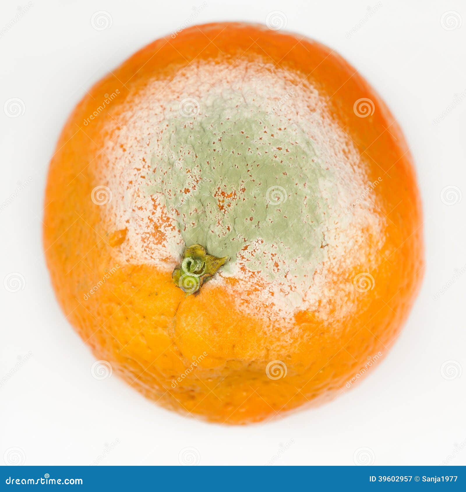 Moldy orange stock image. Image of fungal, gray, antioxidant - 39602957