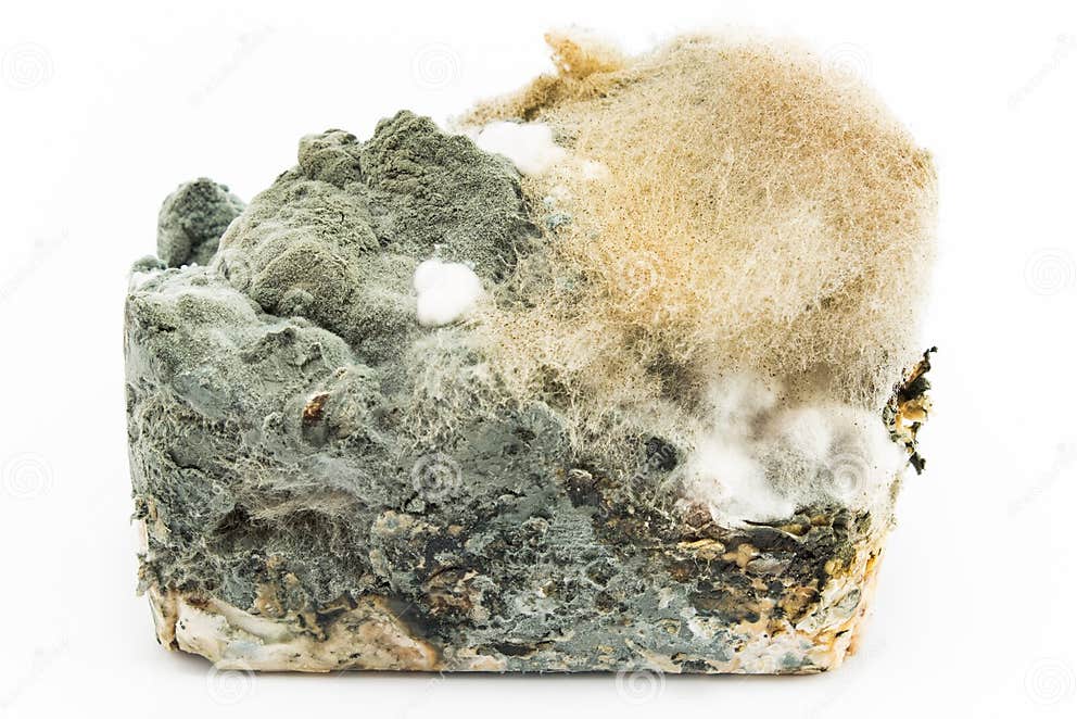 Moldy Pork Fat Isolated on White Stock Photo - Image of fungal, rotten ...