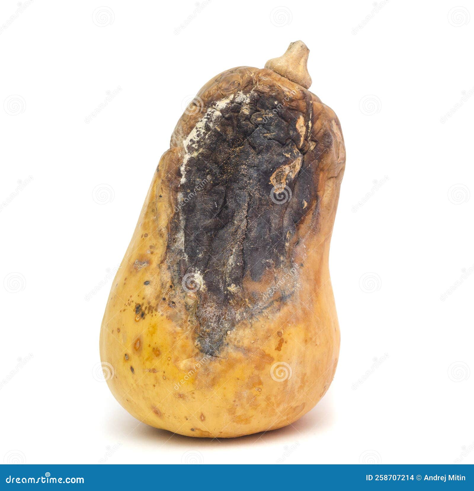 Moldy Pumpkin Isolated on White Background Stock Photo - Image of ...