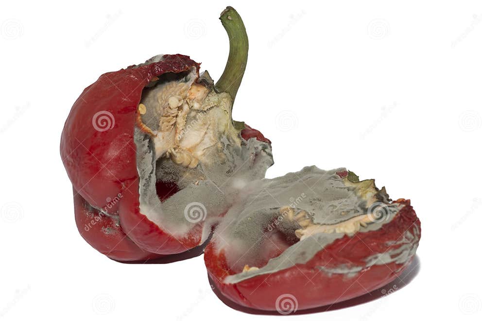 Moldy Red Bell Pepper Isolated on White Stock Image - Image of food ...