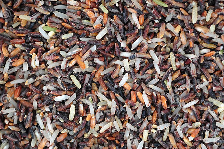 Moldy rice stock image. Image of abstract, plant, bacterium - 36271367