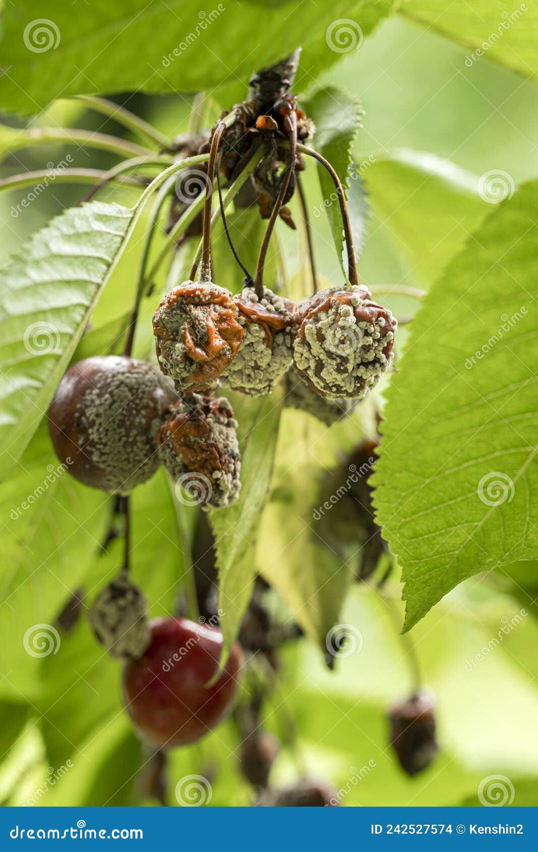 Moldy Rotten Cherries Hanging on a Branch Stock Photo - Image of ...