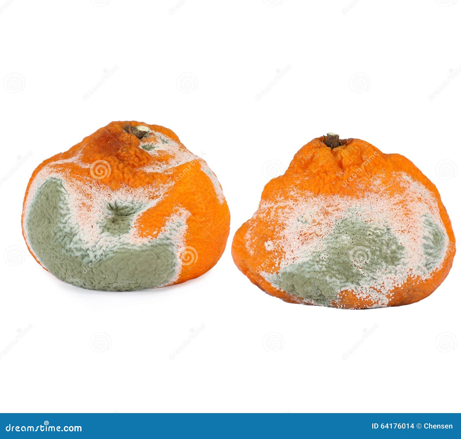 Moldy Rotten Orange stock photo. Image of fungus, orange - 64176014