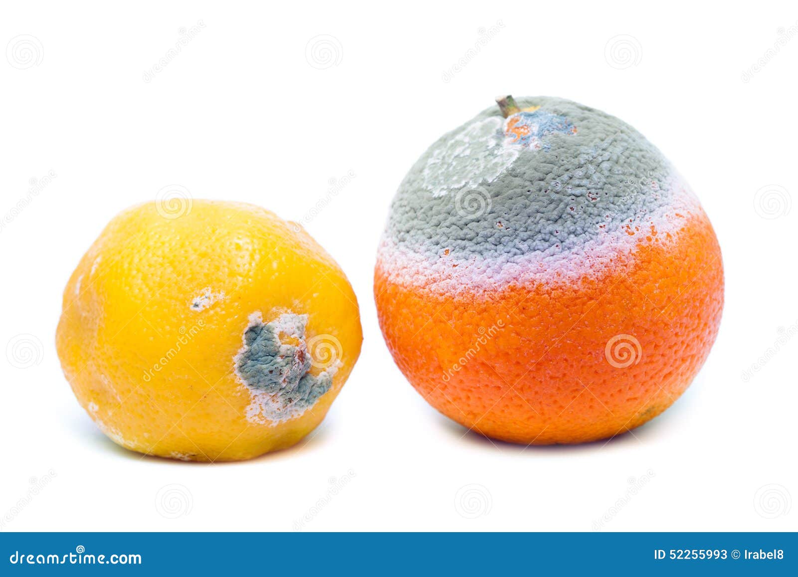 Moldy Rotten Orange Fruit Near Group Of Fresh Oranges. Royalty-Free ...