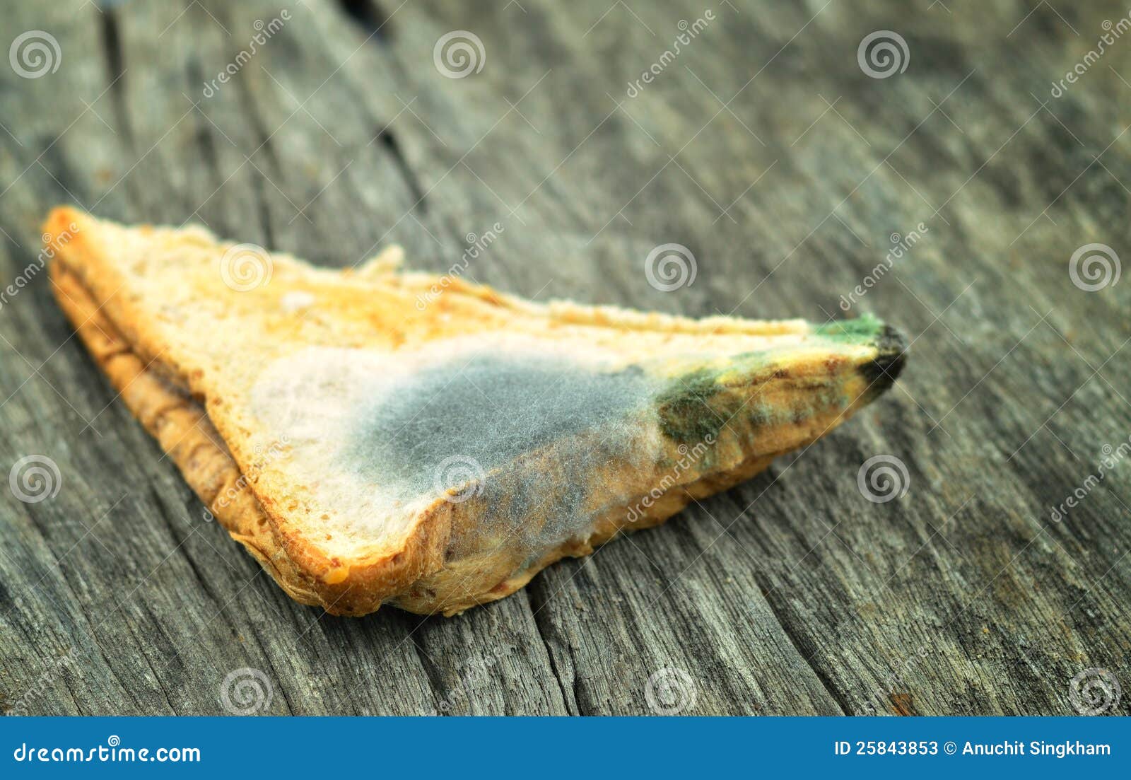 Moldy sandwich stock image. Image of mildew, close, eating - 25843853