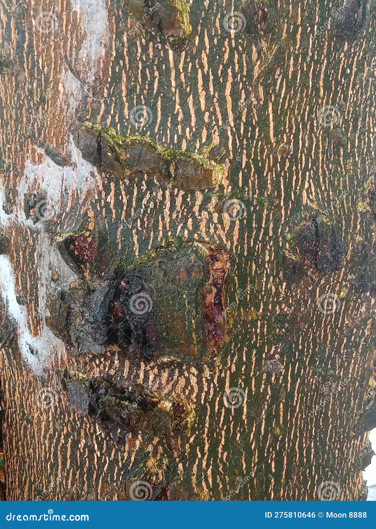 Moldy stems tree stock photo. Image of soil, woodland - 275810646