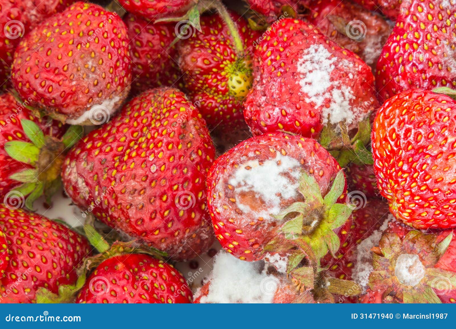 Moldy strawberries stock photo. Image of fruit, strawberries - 31471940
