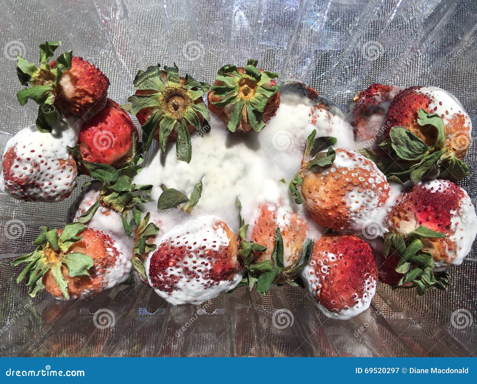 Moldy strawberries stock image. Image of food, spoiled - 69520297
