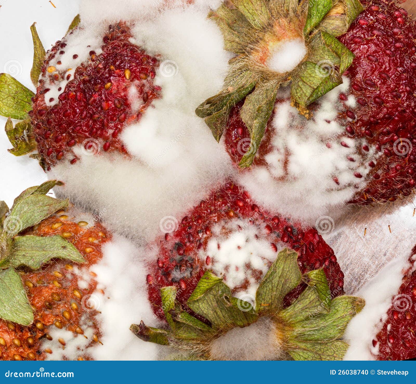 Moldy Strawberries in Macro Close Up Stock Photo - Image of close ...