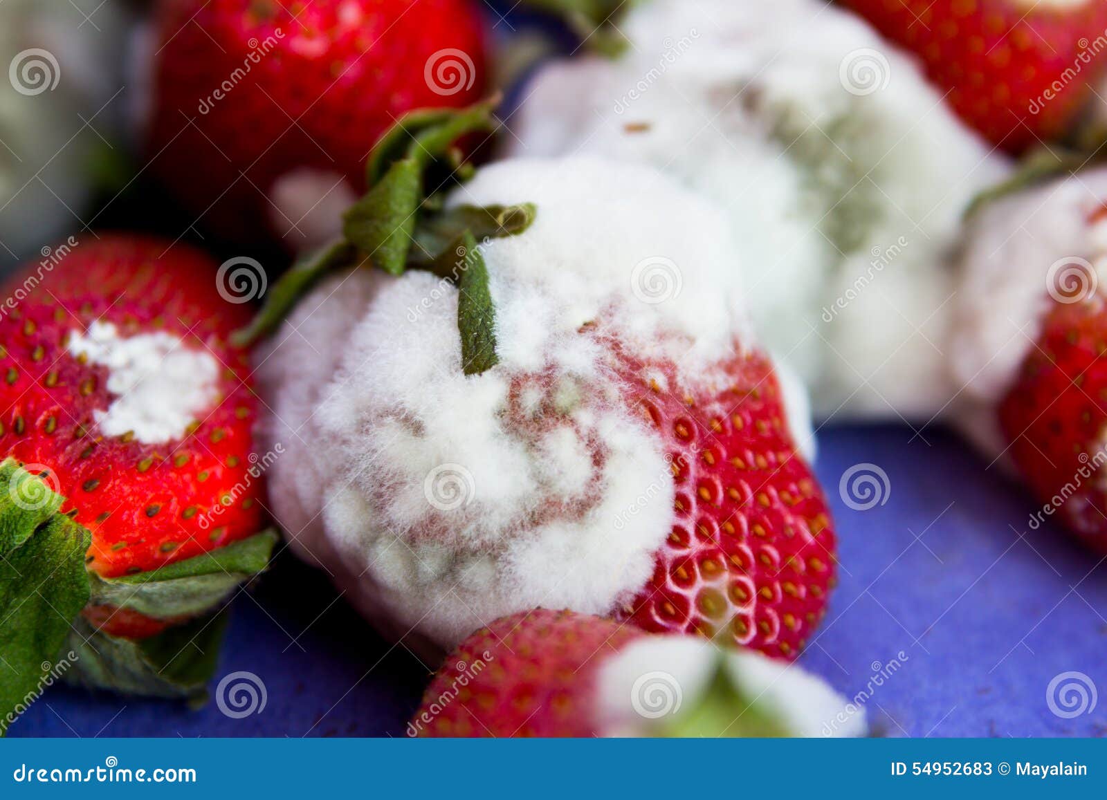 Moldy strawberries stock image. Image of strawberry, fungal - 54952683