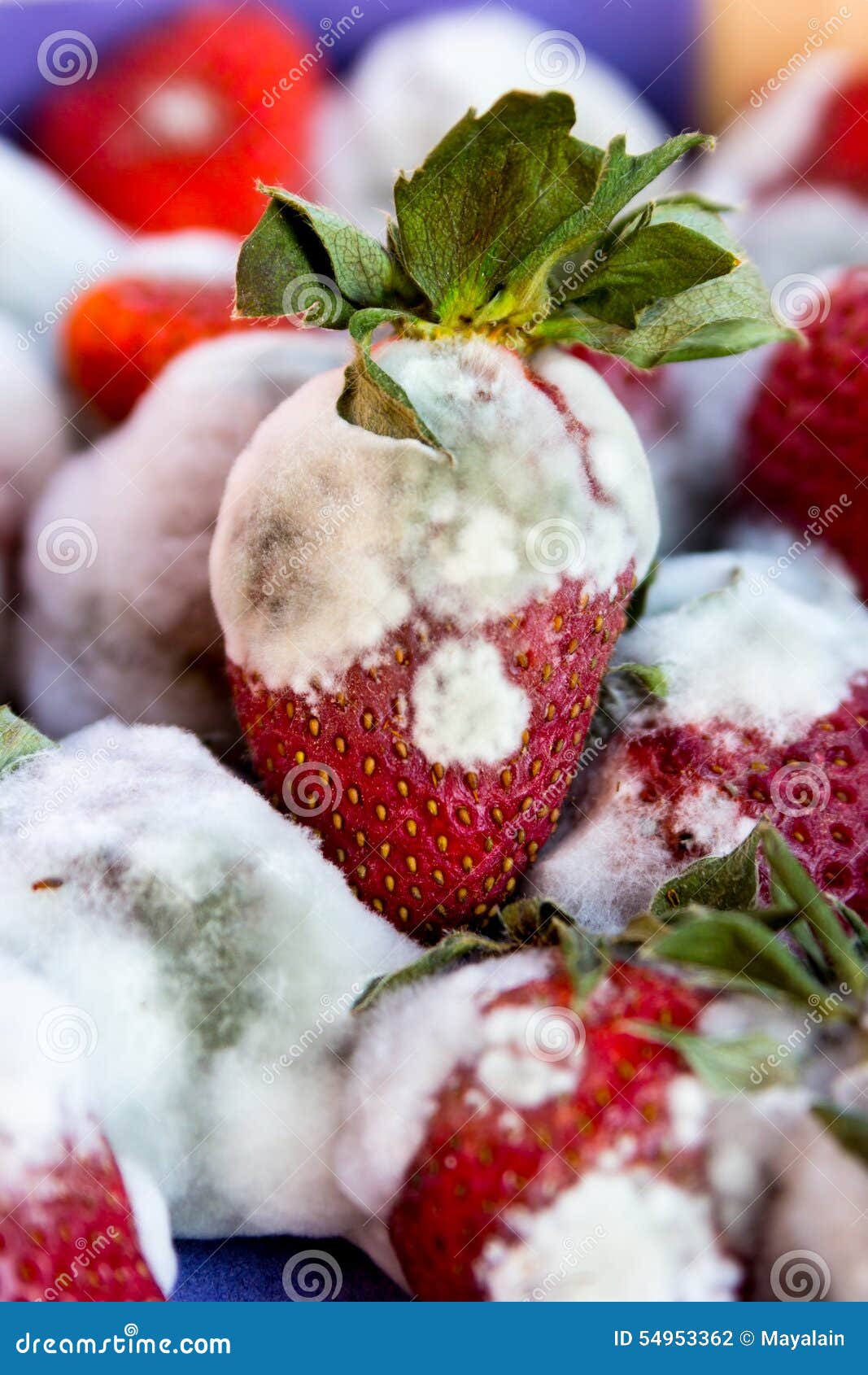 Moldy strawberries stock photo. Image of rotten, spore - 54953362
