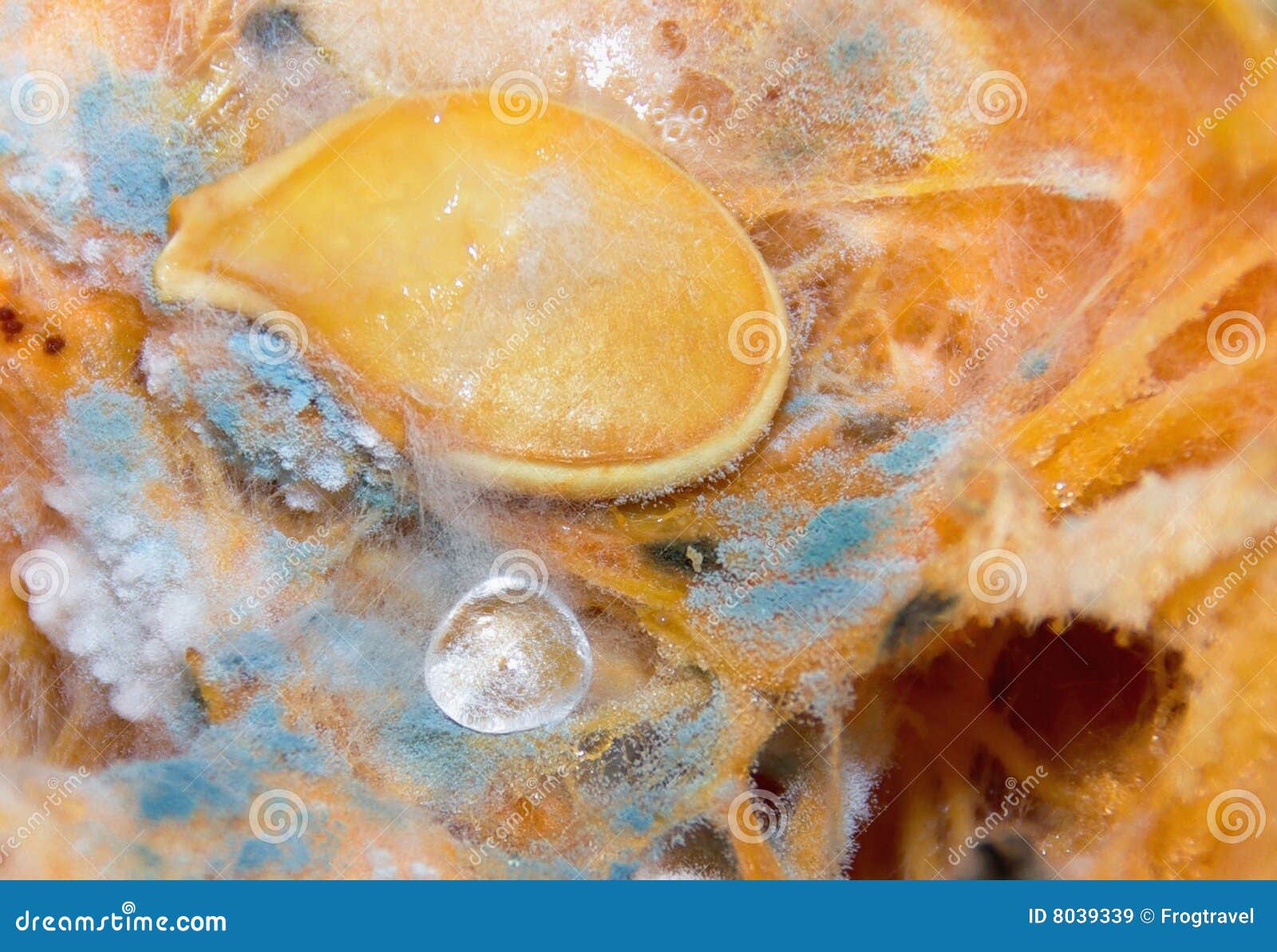Fungus mold close-up stock image. Image of demolished - 8039339