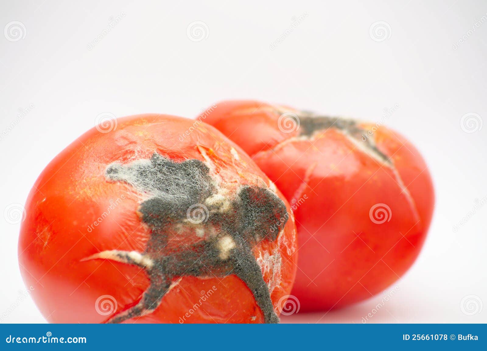 Moldy tomatoes stock photo. Image of plant, closeup, gray - 25661078