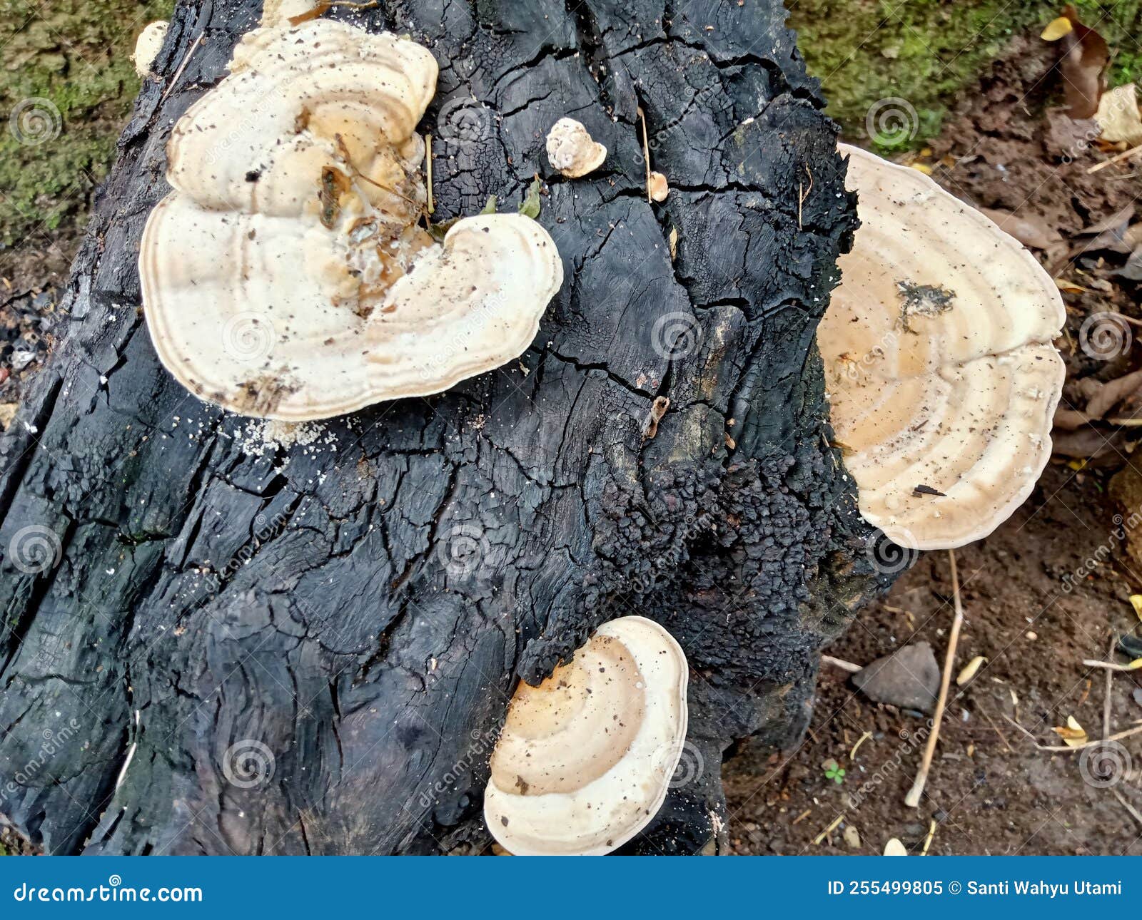 Moldy Tree Charcoal Stock Photos - Free & Royalty-Free Stock Photos ...