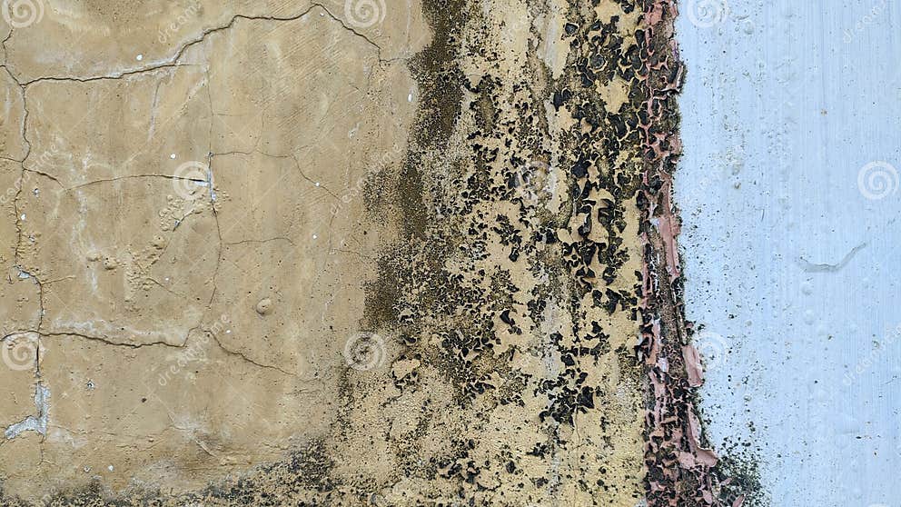 Moldy wall texture surface stock photo. Image of detail - 299943360