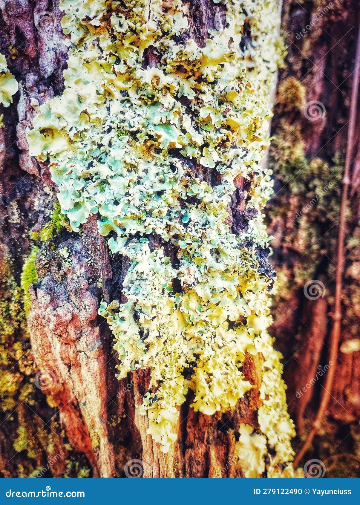 The Moldy Weathered Wood stock photo. Image of moldy - 279122490