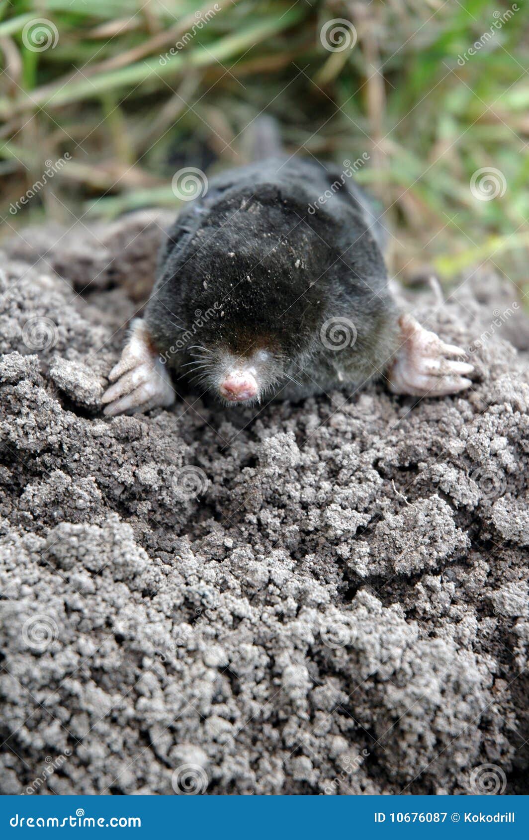 Mole stock image. Image of medium, pest, field, mound - 10676087