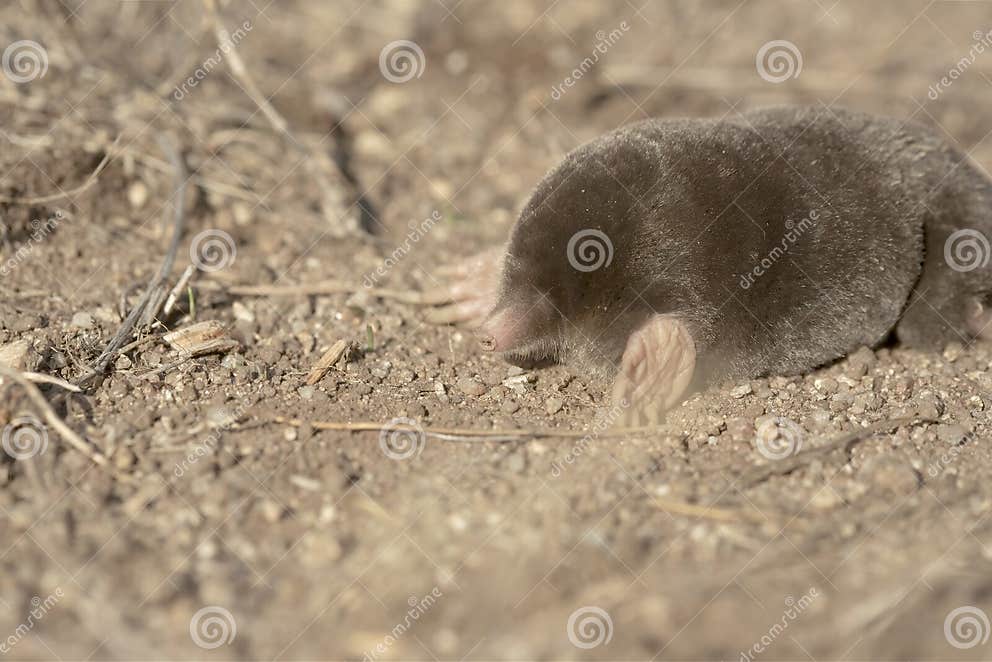 Mole stock image. Image of mole, subterranean, trousers - 14505231