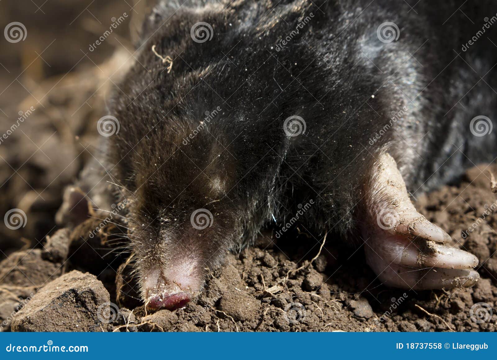 A Mole stock photo. Image of earth, mammal, talpidae - 18737558