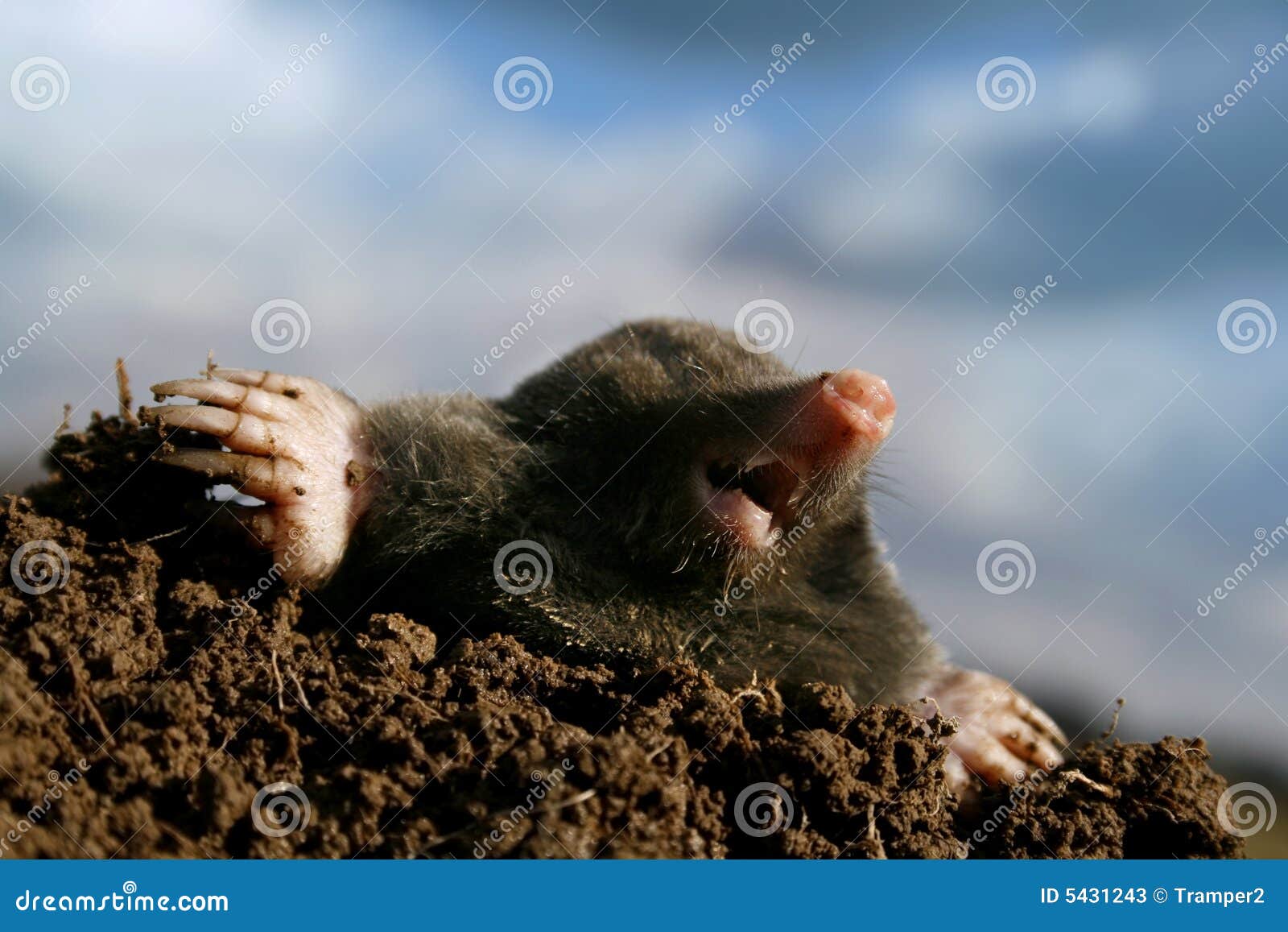 Mole stock image. Image of horrible, mole, brown, mound - 5431243