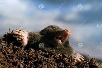 Mole stock image. Image of horrible, mole, brown, mound - 5431243