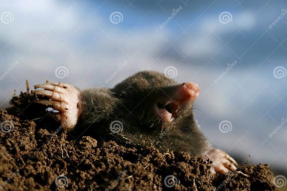 Mole stock image. Image of horrible, mole, brown, mound - 5431243