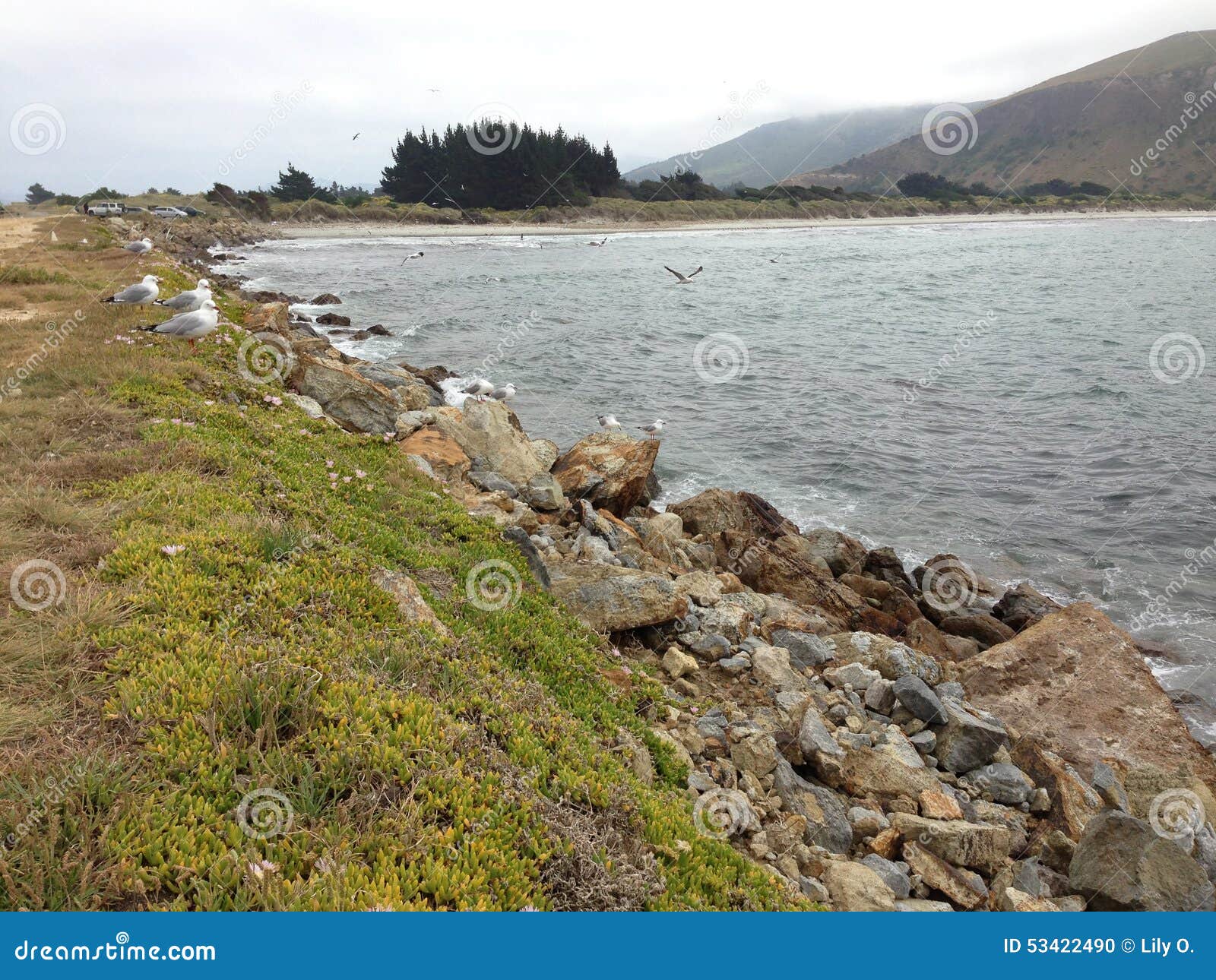 The Mole, Aramoana stock photo. Image of birds, yatch - 53422490