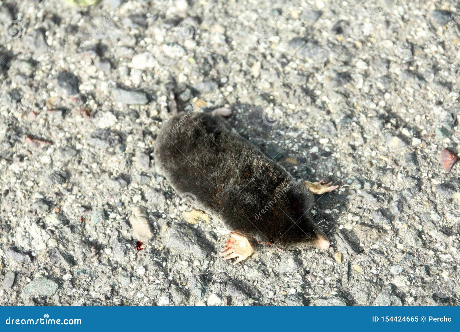 Mole stock image. Image of mammal, small, nature, animals - 154424665