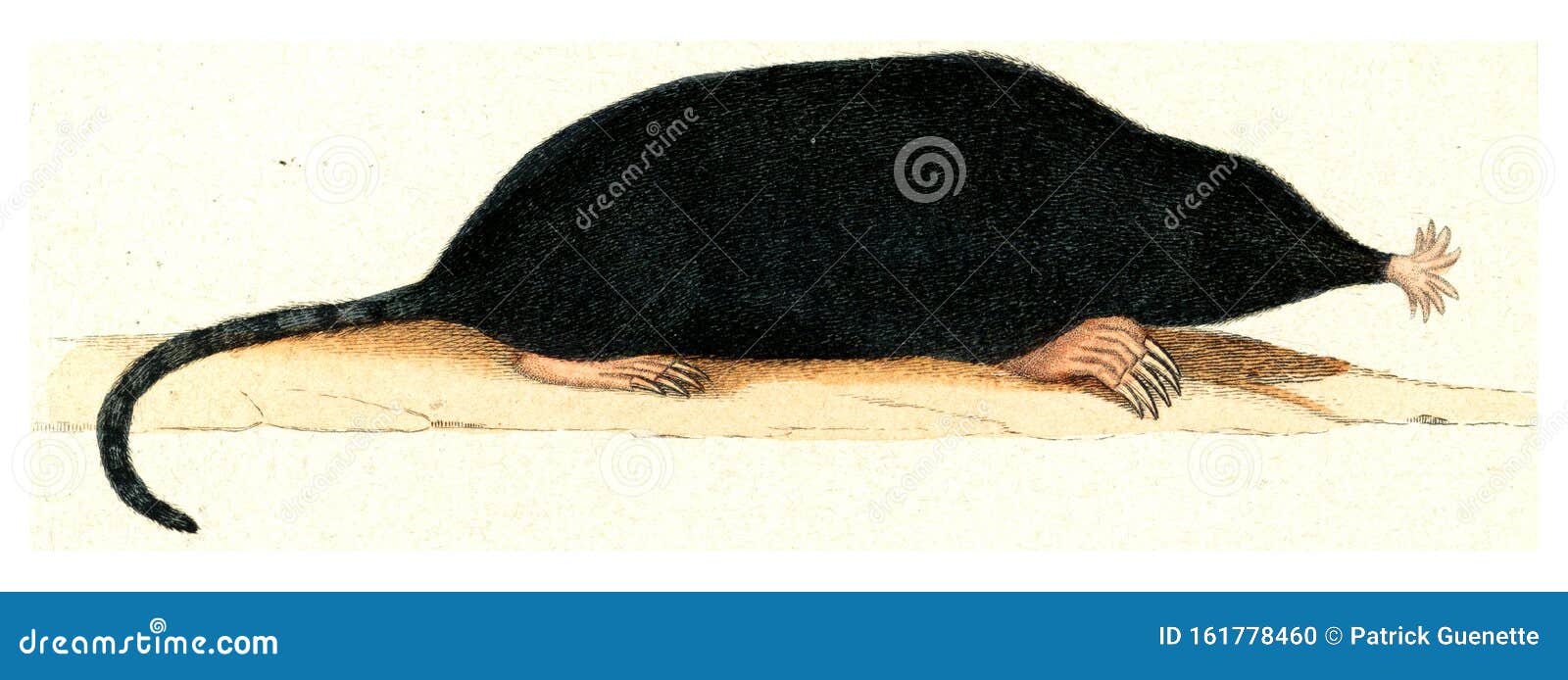 The Mole of Canada, Vintage Engraving Stock Illustration - Illustration ...
