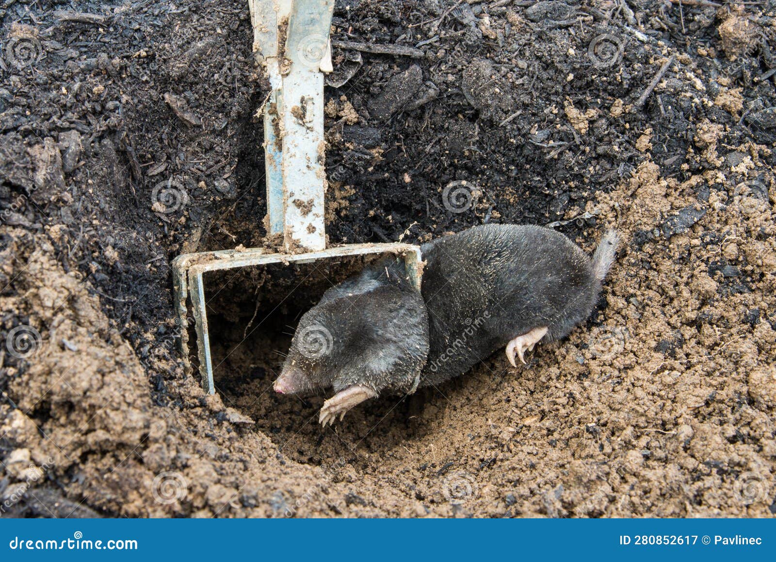 A Mole Caught in a Trap Crawling Outside the Tunnel Stock Image - Image ...