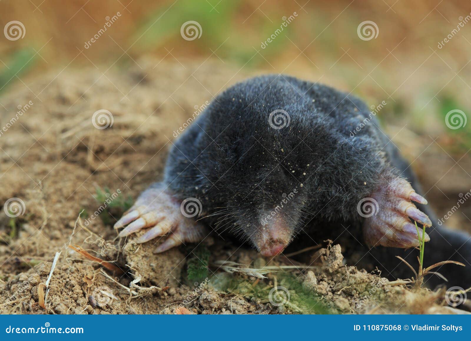 Mole on the ground stock photo. Image of horizont, male - 110875068