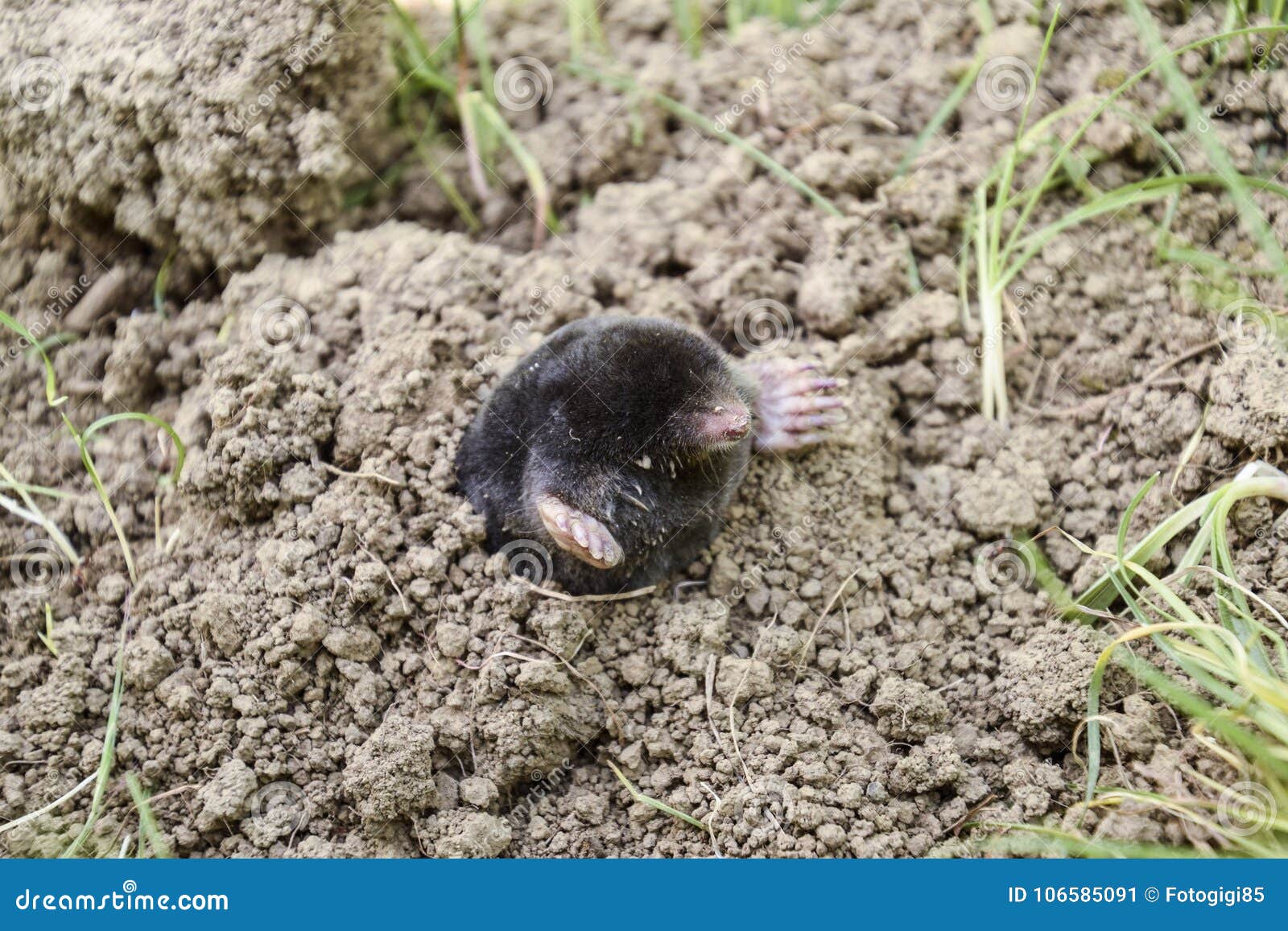 Mole Climbs Out of the Hole. Black Mole. a Mound of Earth from a Mole ...