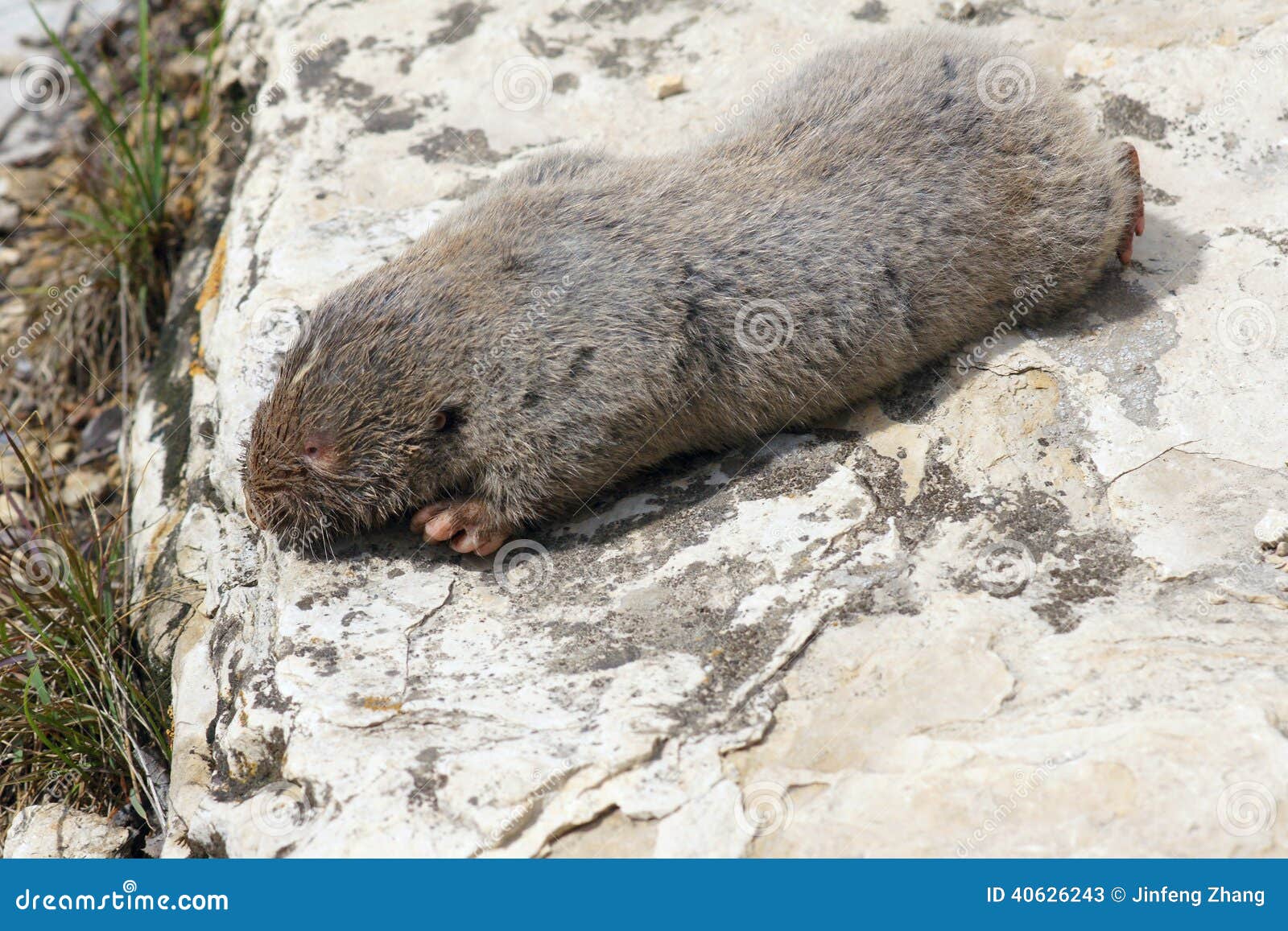 Mole stock image. Image of mammal, mole, life, ground - 40626243