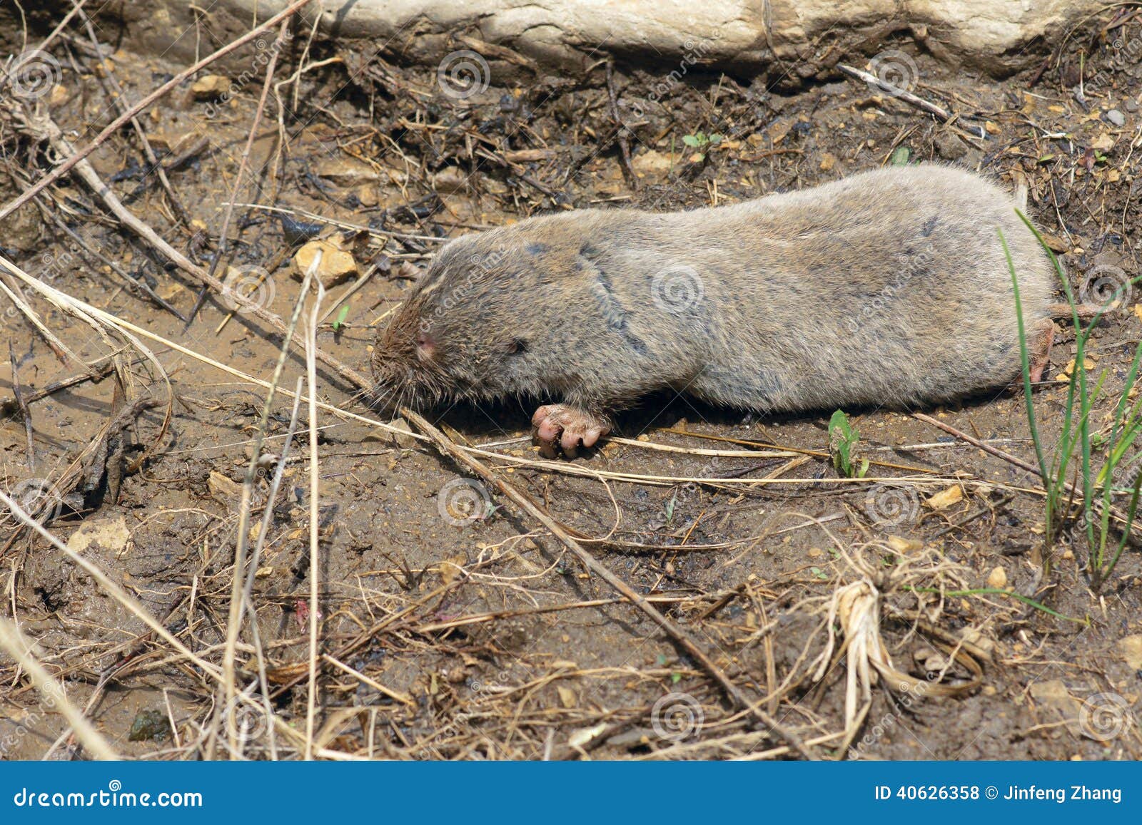 Mole stock photo. Image of ground, moles, wild, animals - 40626358