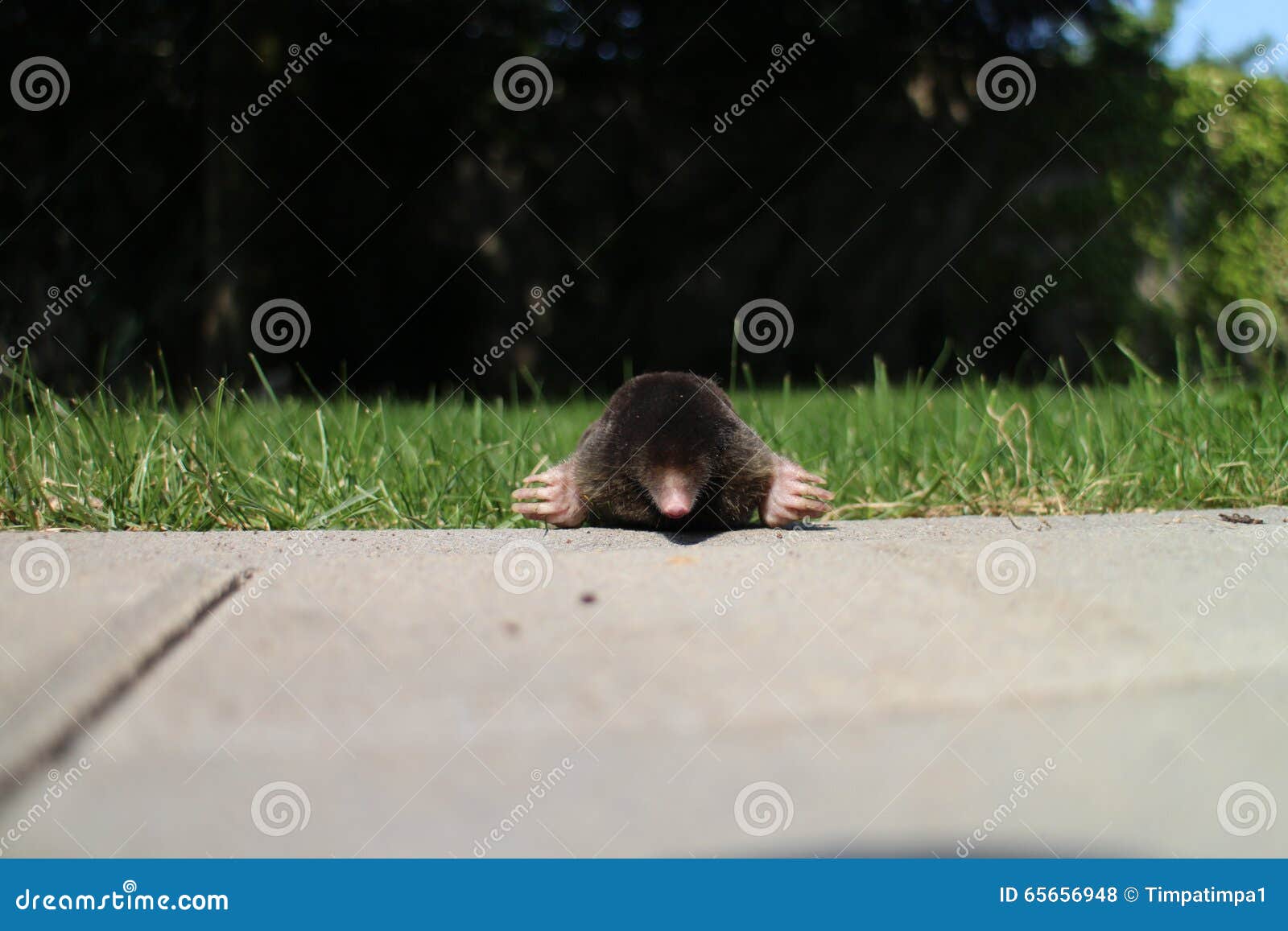350 Blind Mole Photos - Free & Royalty-Free Stock Photos from Dreamstime